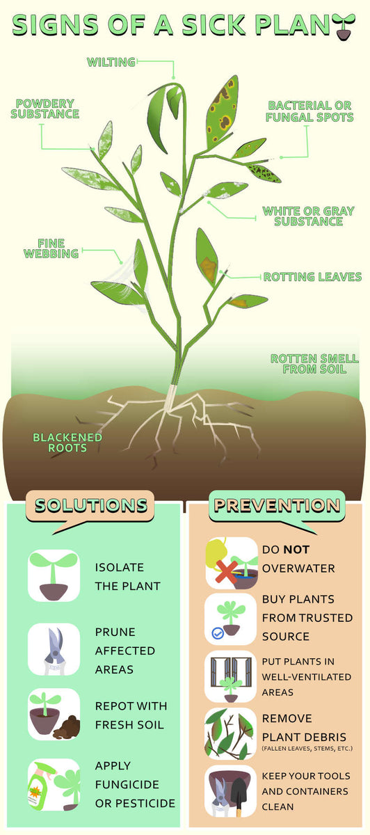 Signs of a Sick Plant - Everything You Need to Know – Pots For Plants