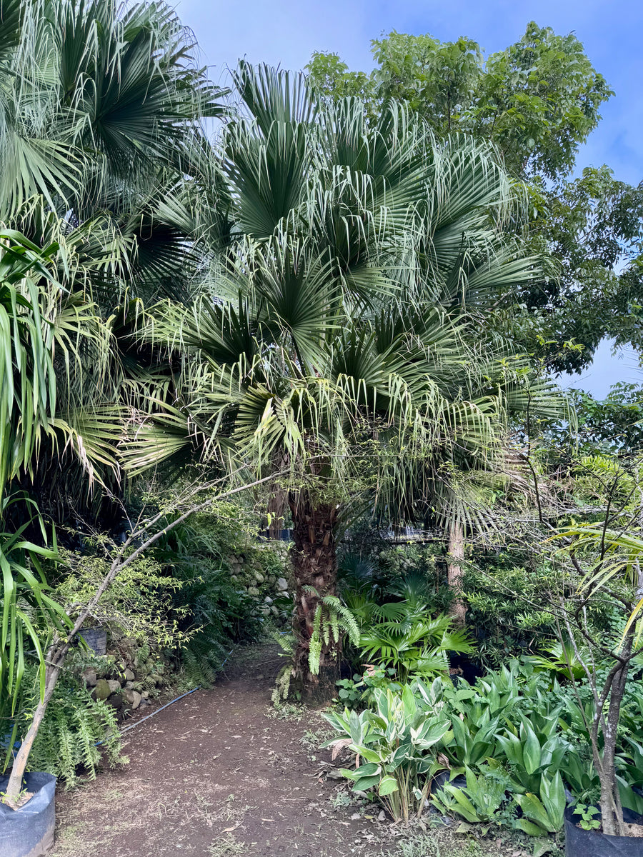Livistona Palm - A Comprehensive Guide to this Tropical Marvel – Pots ...