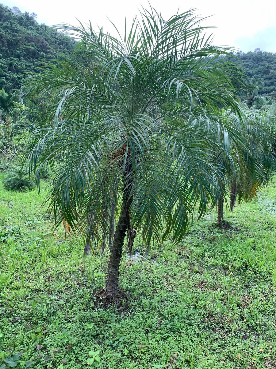 Phoenix Palm (Phoenix Roebelenii): The Dwarf Date Palm in the Philippi ...