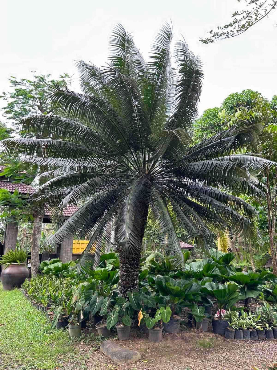 Pitogo Palm (Cycas riuminiana) - A Philippine Endemic Cycad – Pots For ...