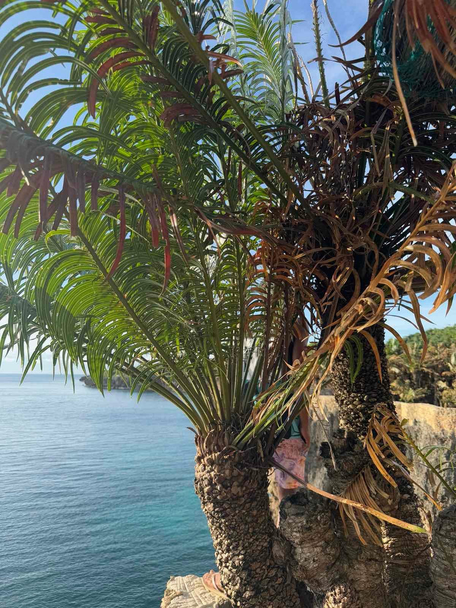 Pitogo Palm (Cycas riuminiana) - A Philippine Endemic Cycad – Pots For ...