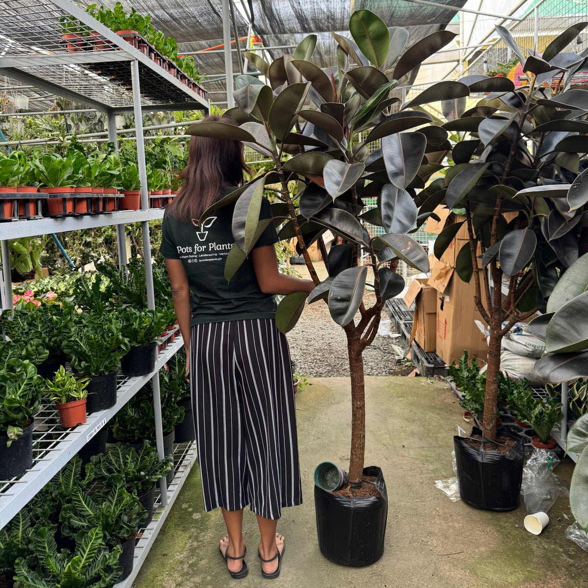 Rubber Tree Dark Burgundy – Pots For Plants