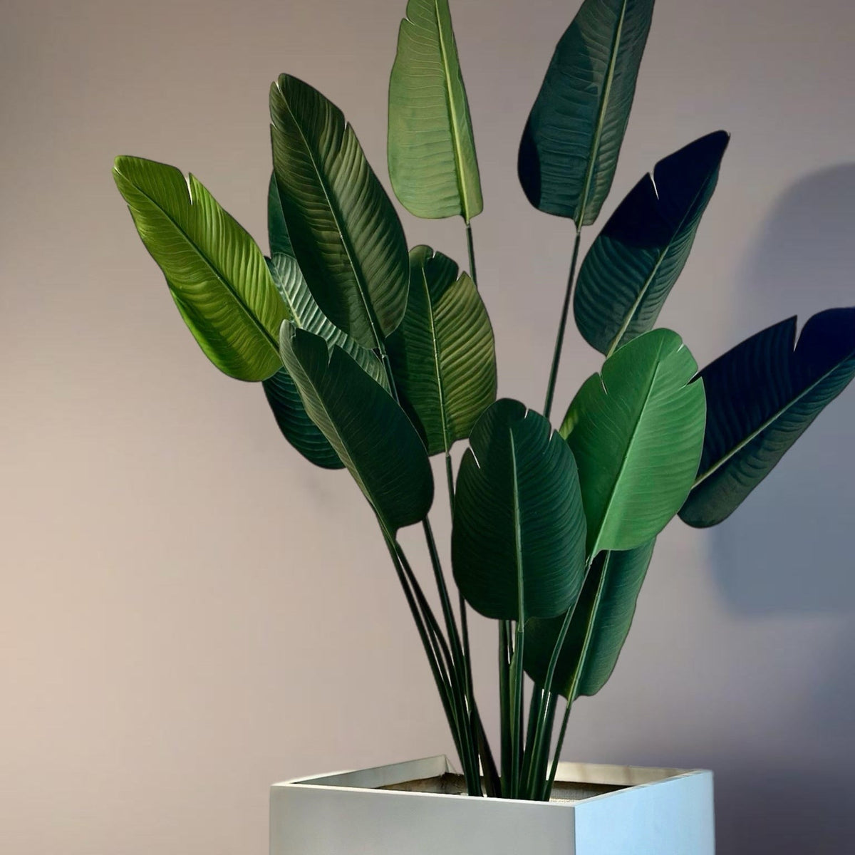 Traveler's Palm Tree – Pots For Plants