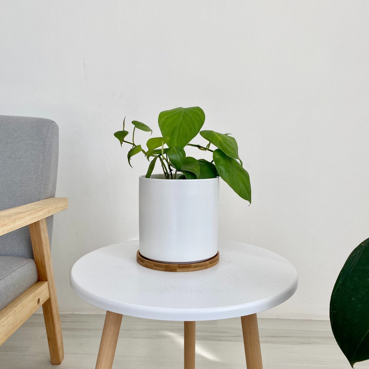 6” Cylinder Porcelain Ceramic Pot – Pots For Plants