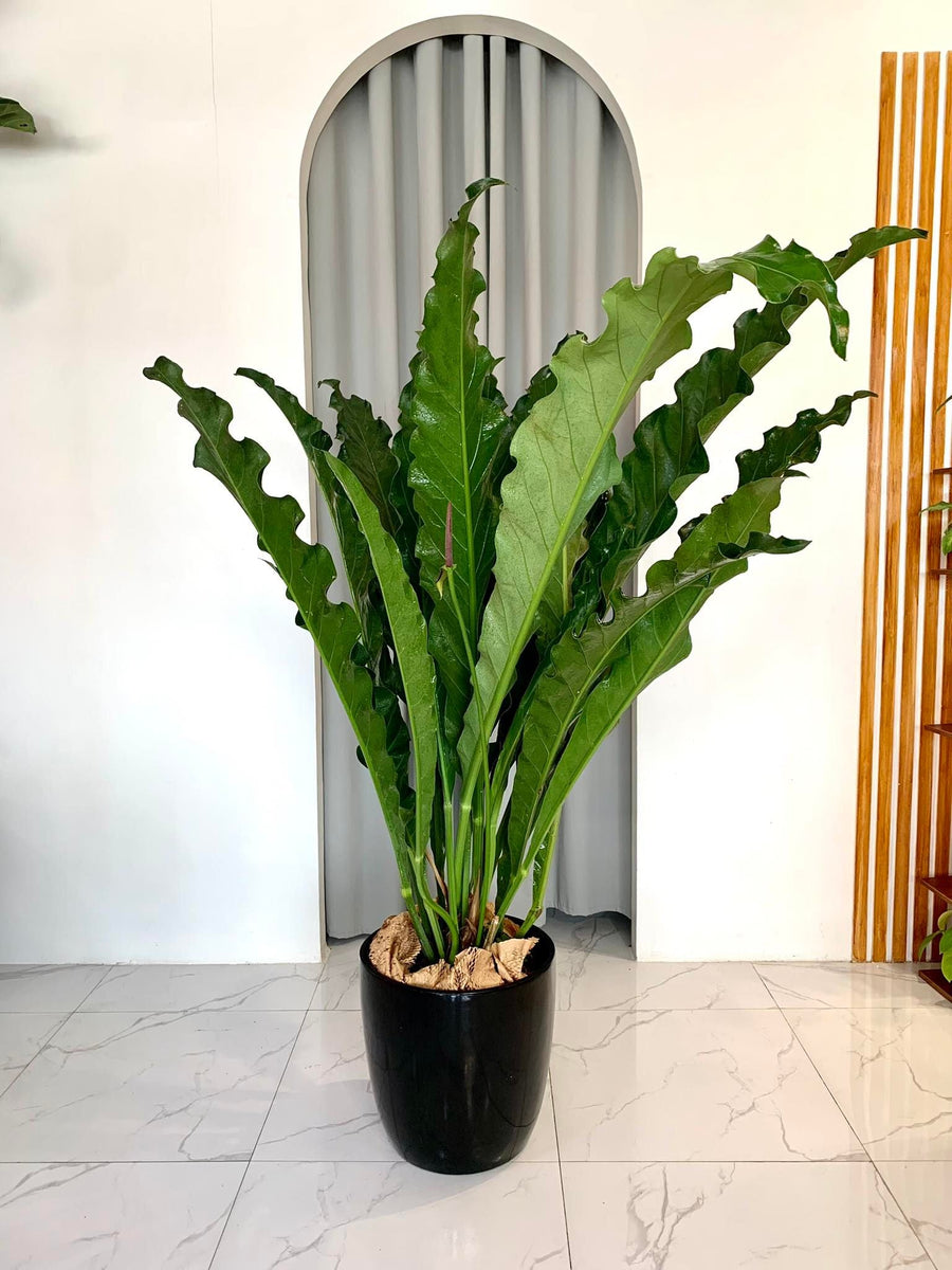 Anthurium Renaissance – Pots For Plants