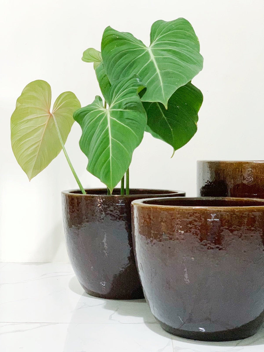 Brown Round Vietnam Glazed Earthenware Ceramic Pot – Pots For Plants