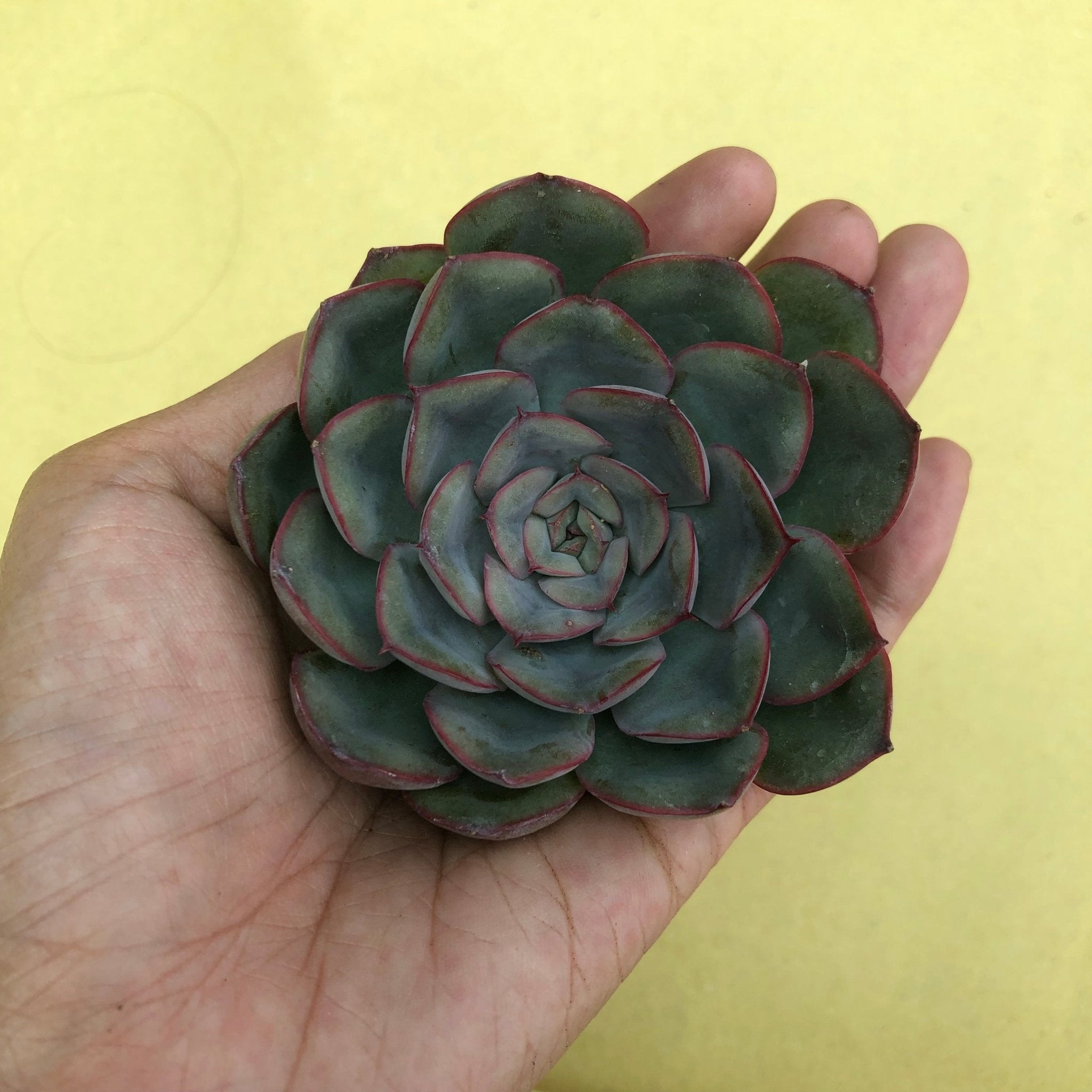 Echeveria 'Hercules' succulent – Pots For Plants