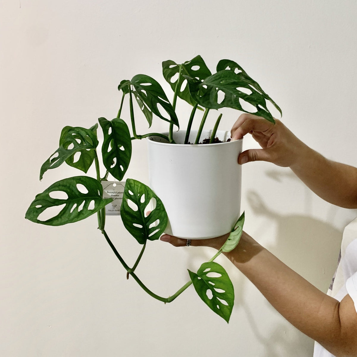 Monstera adansonii (Swiss Cheese Vine) – Pots For Plants