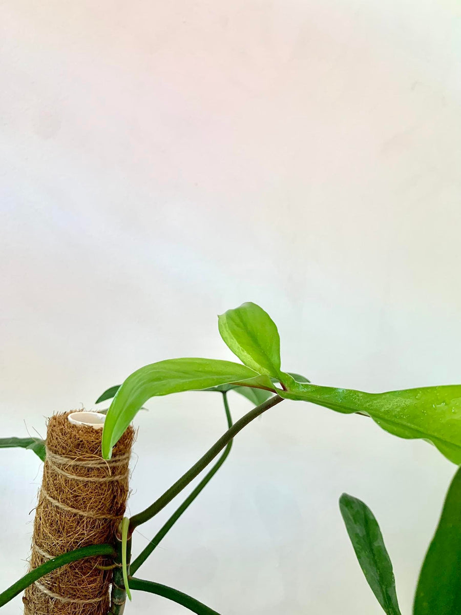 Philodendron 69686 – Pots For Plants