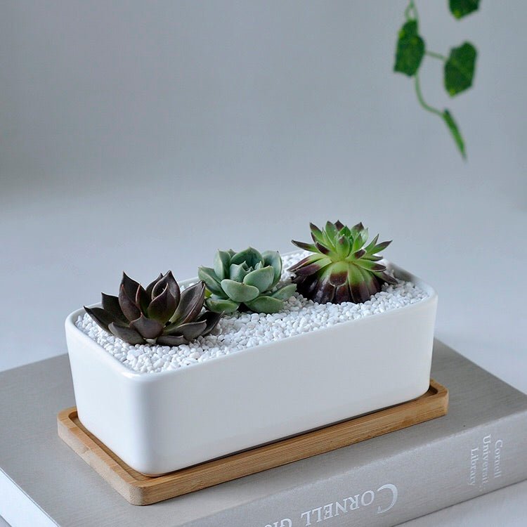 Rectangle Porcelain Ceramic Succulent Desk Pot – Pots For Plants