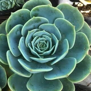Rose Cabbage (Echeveria imbricata) Succulent – Pots For Plants