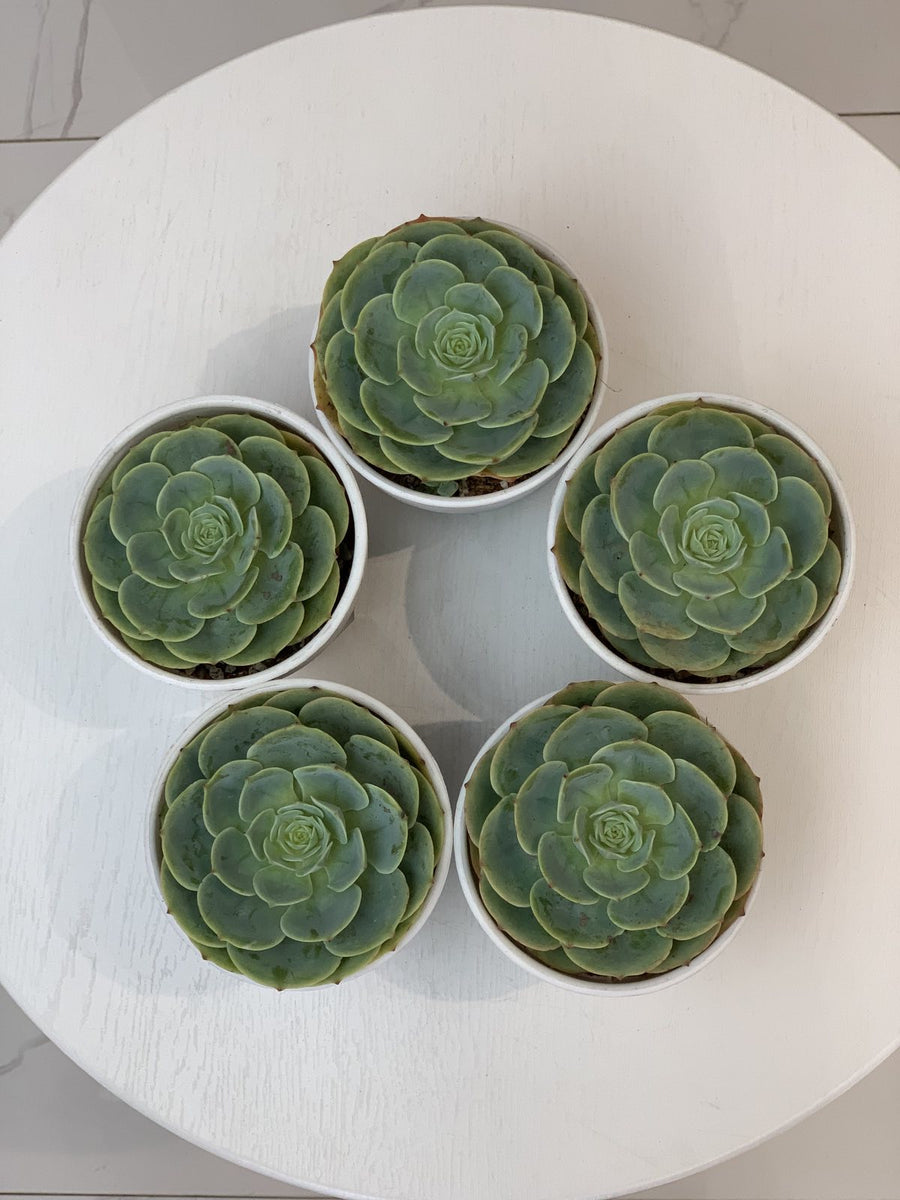 Rose Cabbage (Echeveria imbricata) Succulent – Pots For Plants
