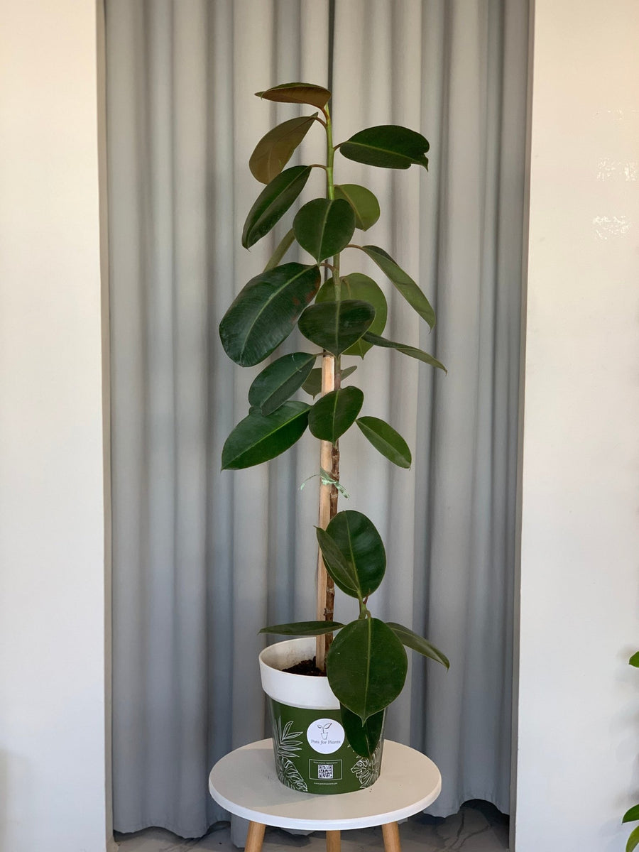 Rubber Tree (Ficus elastica) Burgundy – Pots For Plants