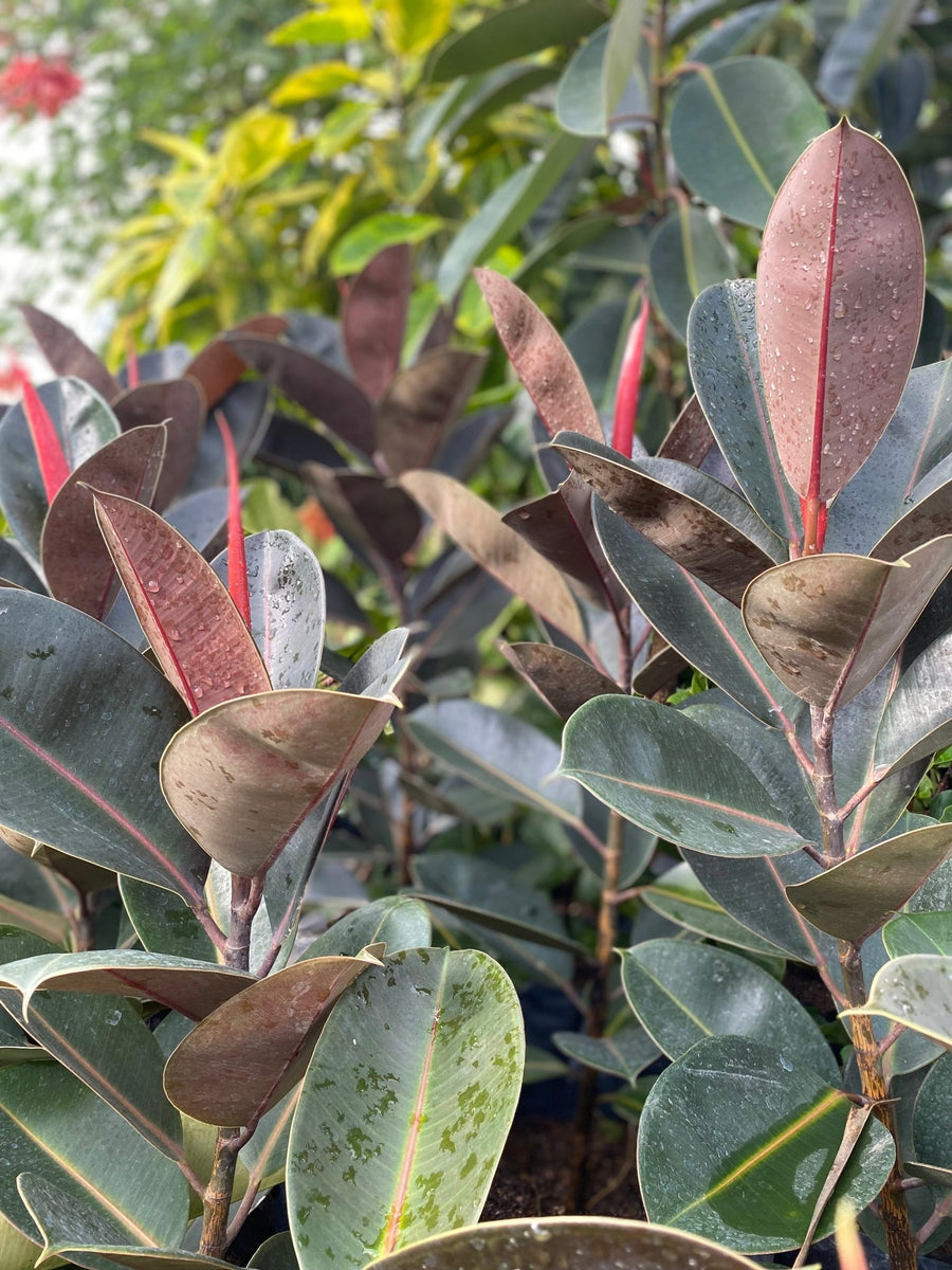Rubber Tree (Ficus elastica) Dark Prince – Pots For Plants