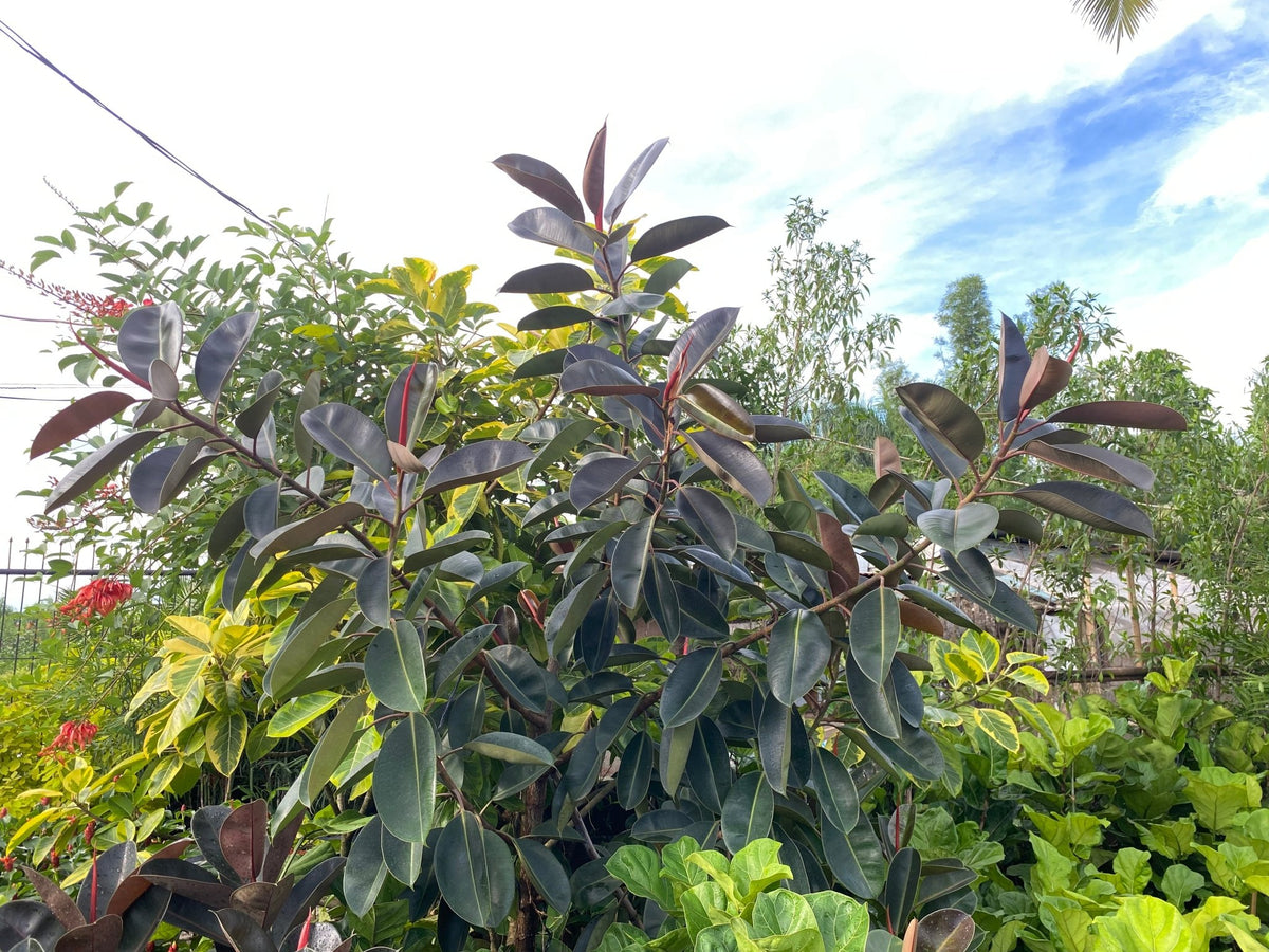 Rubber Tree (Ficus elastica) Dark Prince – Pots For Plants
