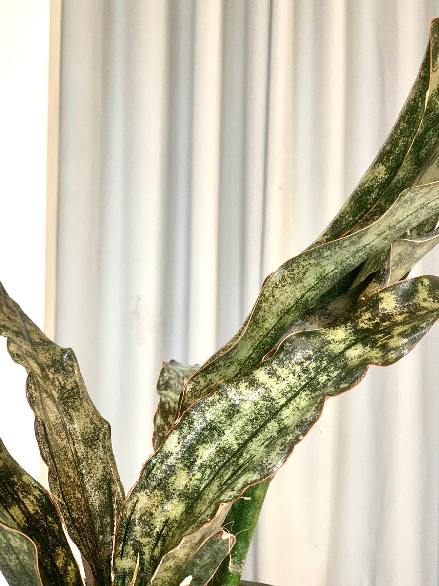 Sansevieria kirkii coppertone – Pots For Plants