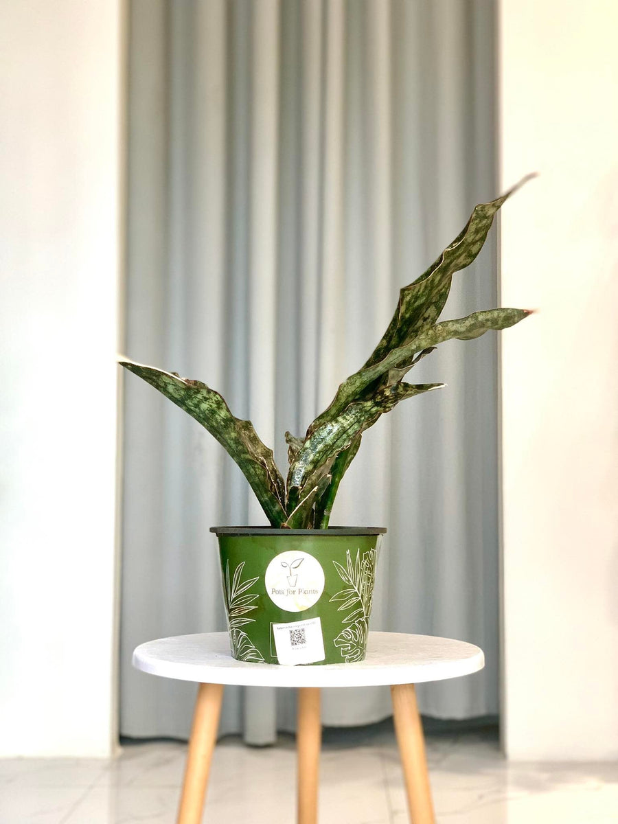 Sansevieria kirkii coppertone – Pots For Plants
