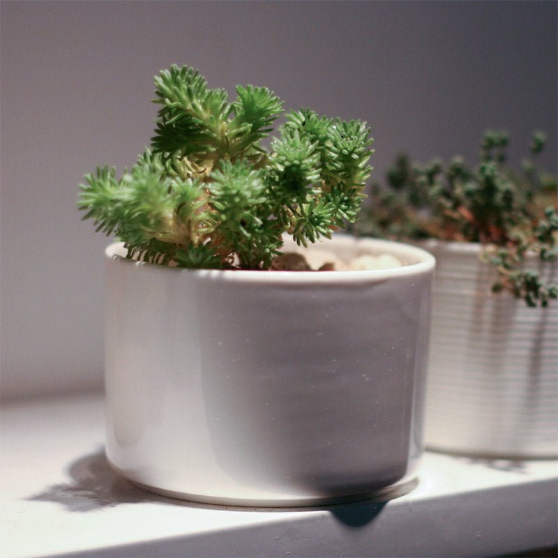 Short Cylinder Porcelain Succulent Desk Pot – Pots For Plants