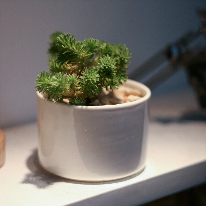 Short Cylinder Porcelain Succulent Desk Pot – Pots For Plants