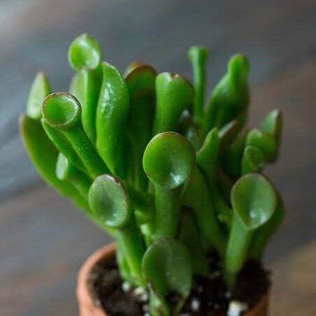 Shrek Ears Succulent – Pots For Plants