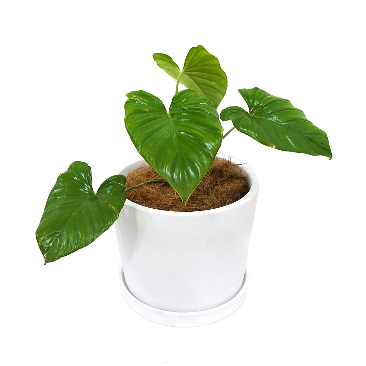 Simple Big Cylinder Floor Large Ceramic Pot with Saucer – Pots For Plants