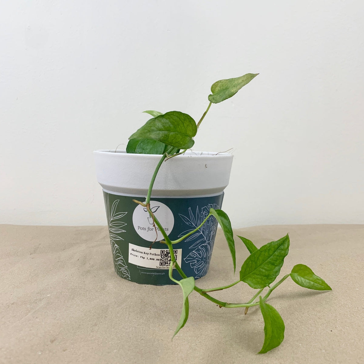Skeleton Key Pothos – Pots For Plants