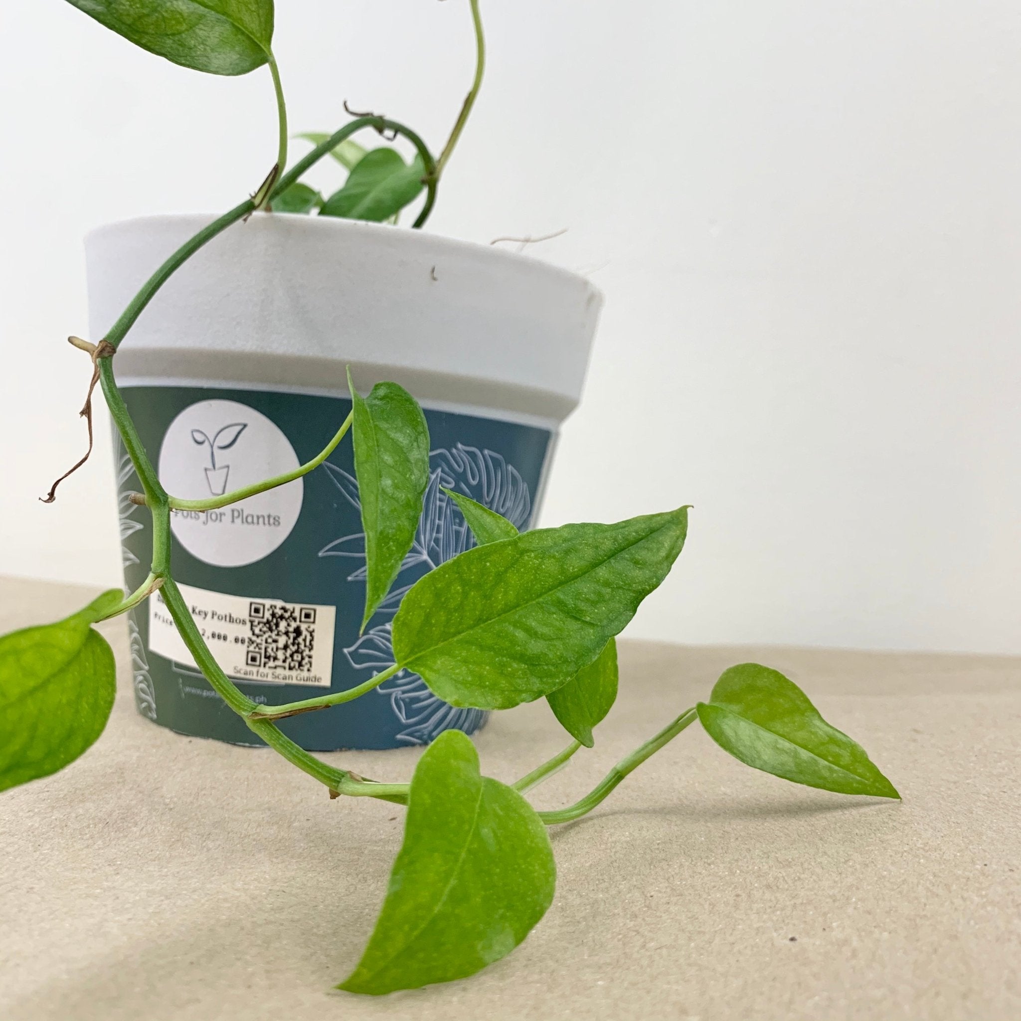 Skeleton Key Pothos – Pots For Plants