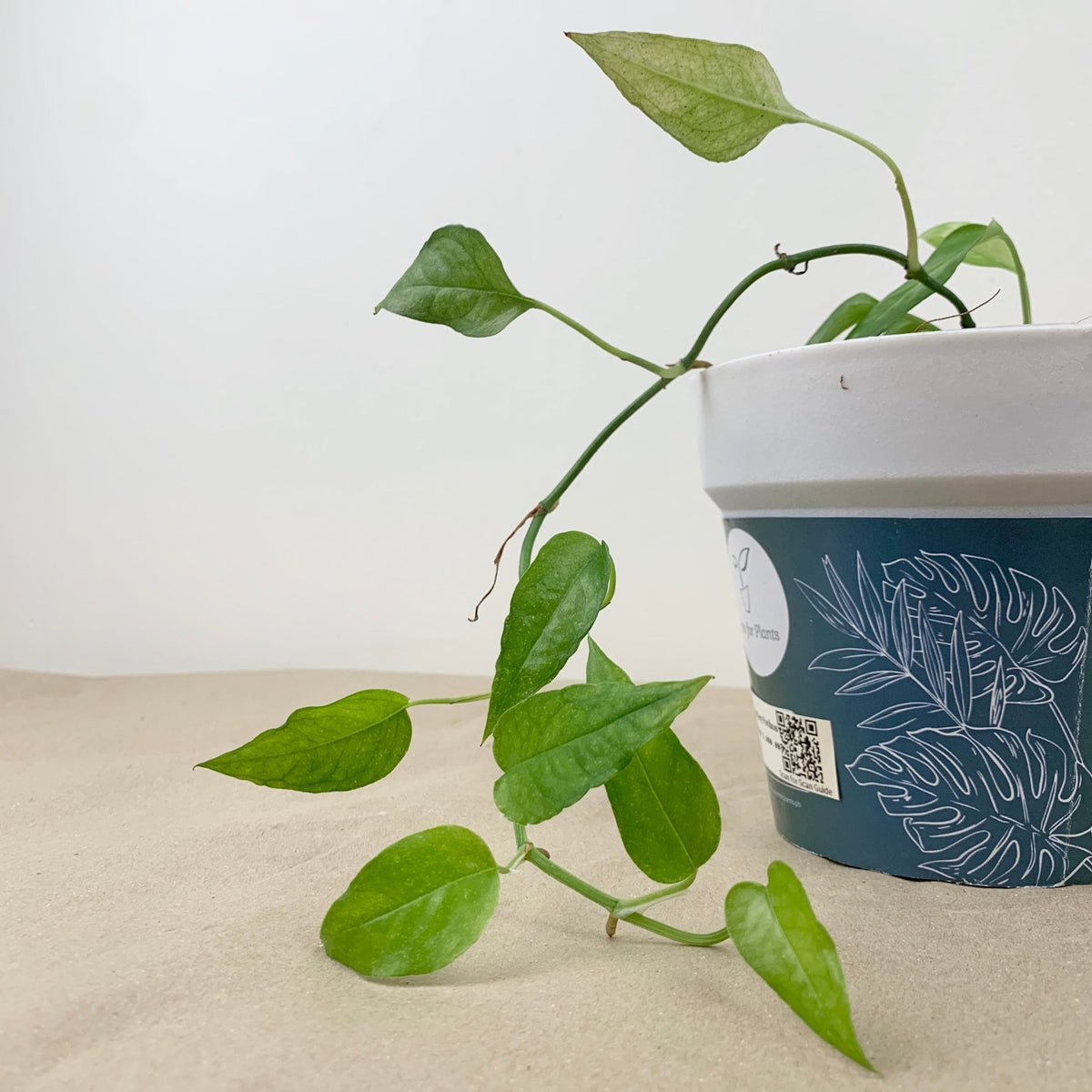 Skeleton Key Pothos – Pots For Plants