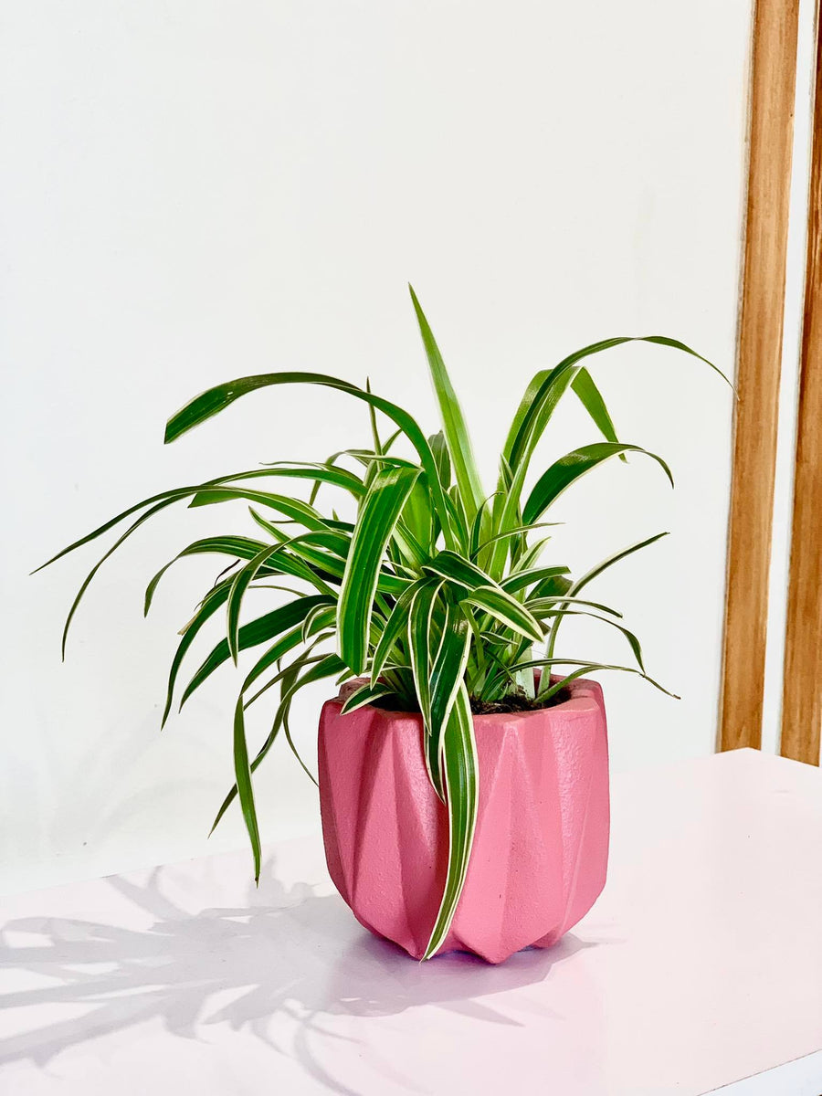 Spider Plant - A Comprehensive Guide for Beginners – Pots For Plants