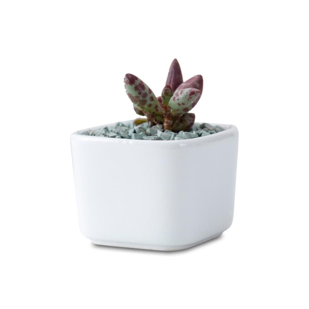Token Size Square Succulent Porcelain Pot – Pots For Plants