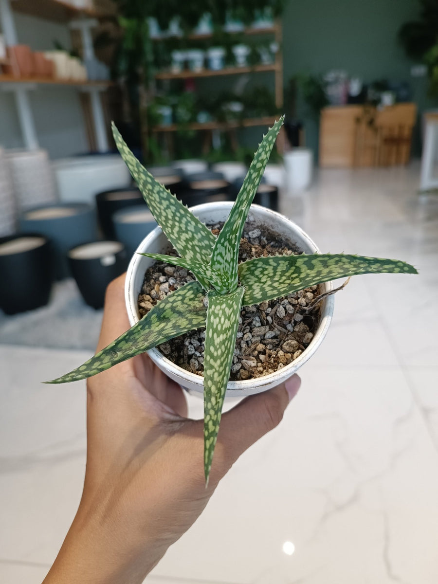 Variegated ‘Tiger’ Aloe – Pots For Plants