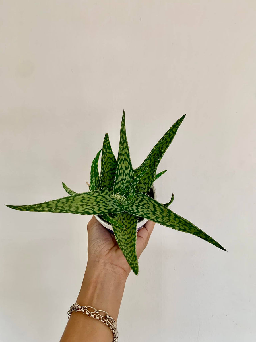 Variegated ‘Tiger’ Aloe – Pots For Plants