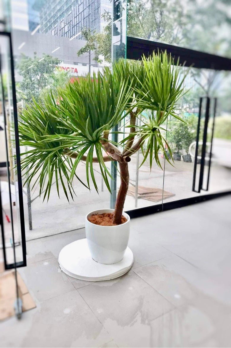 Yucca Tree - A Comprehensive Guide – Pots For Plants