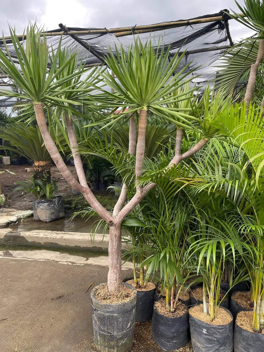 Yucca Tree - A Comprehensive Guide – Pots For Plants